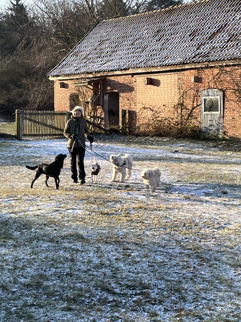 Die freundliche Hundepension am Stemweder Berg / Dümmer Se